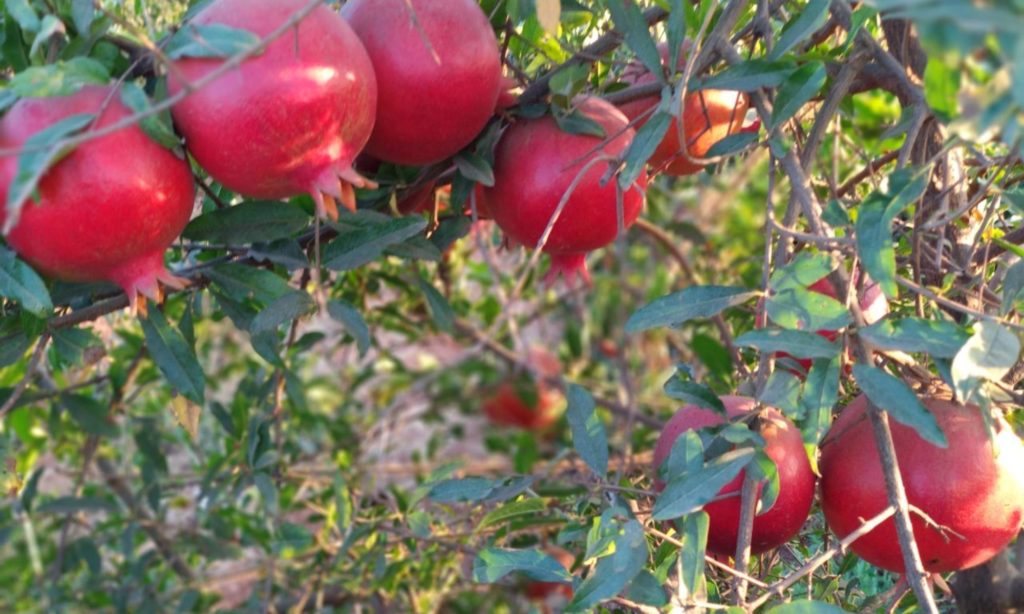 tharfruits.com – Desert Fruits Thar Fruits